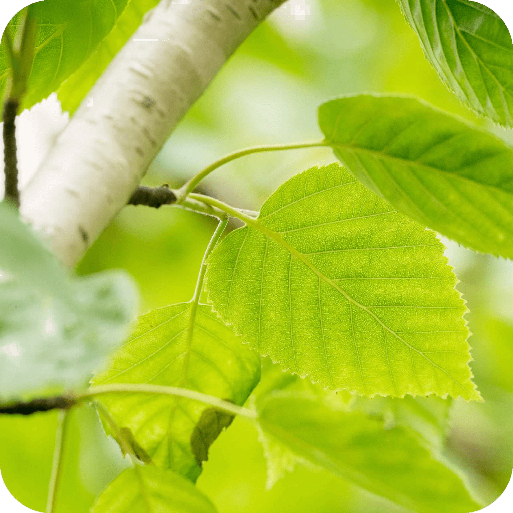 Reconnaître les arbres de France