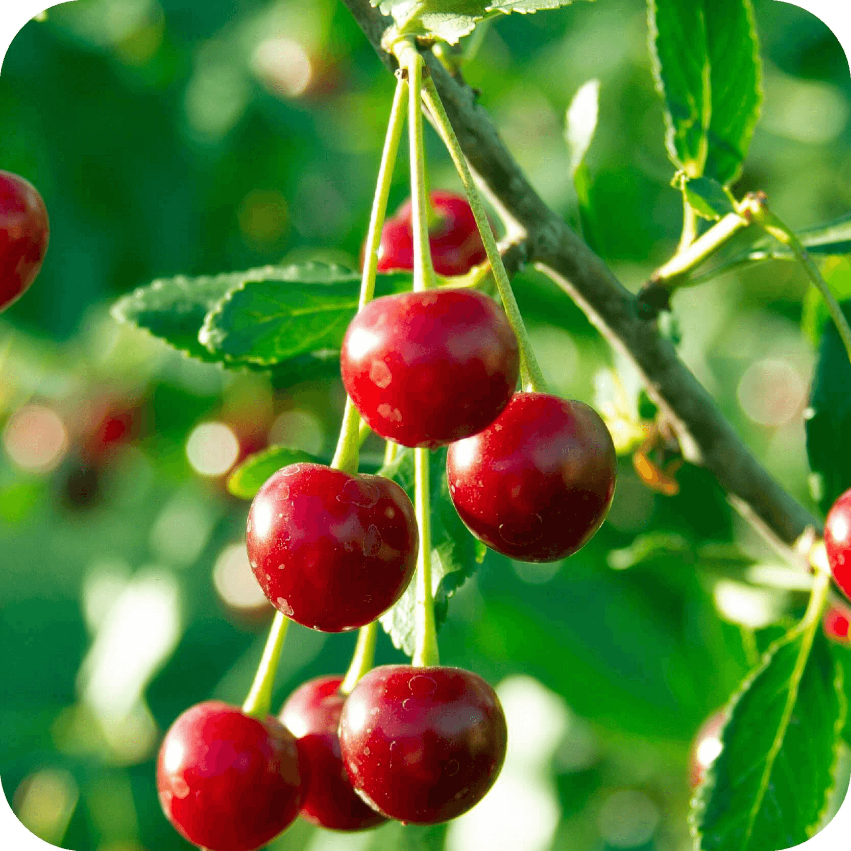 Plantez un Cerisier comme cadeau écoresponsable - Semeur d’histoires