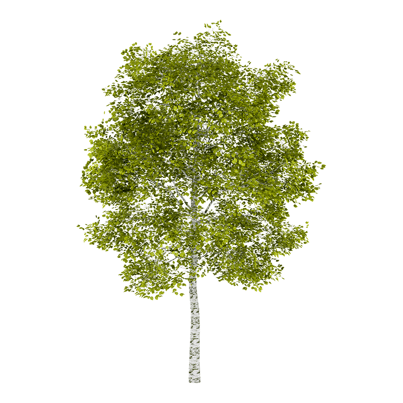 Plantez un Bouleau comme cadeau écoresponsable - Semeur d’histoires