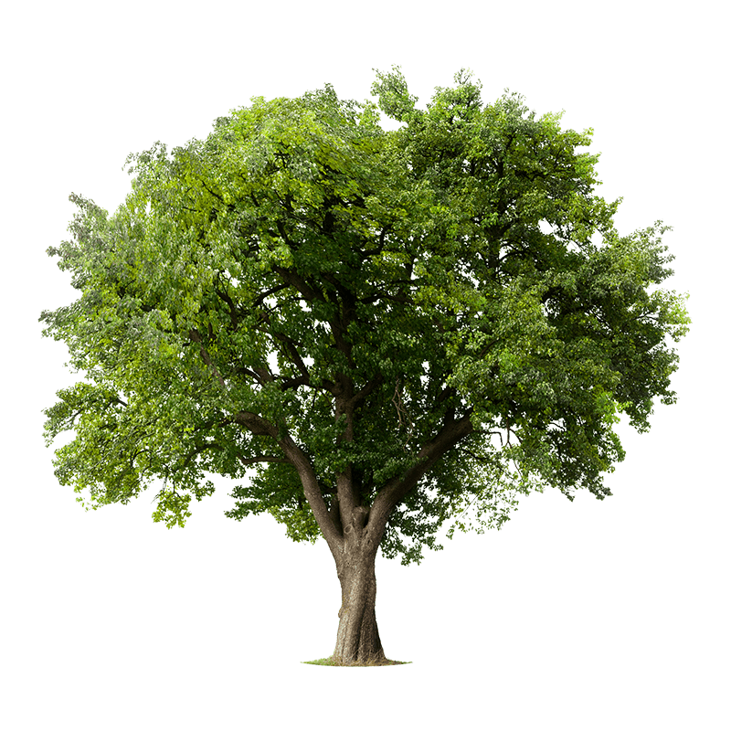 Plantez un Pommier comme cadeau écoresponsable - Semeur d’histoires